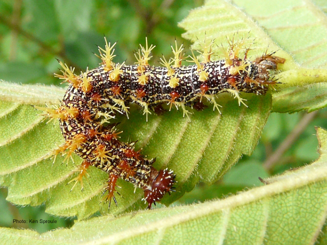 Three Dogs in a Garden: Beauty is Pain