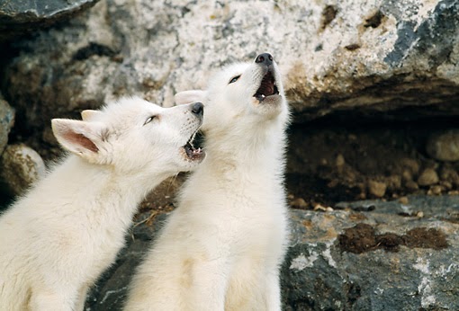 White Wolf : 15 Photos Of Adorable Howling Wolf Pups Will Make Your Day