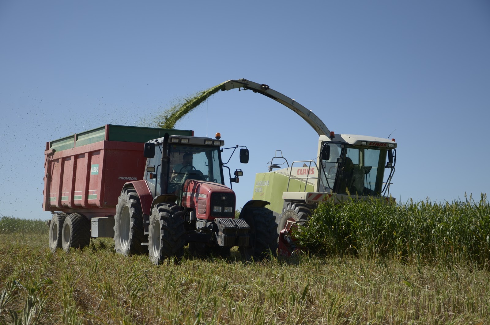 Ensiling Sorghum: chopping, transport and pressing