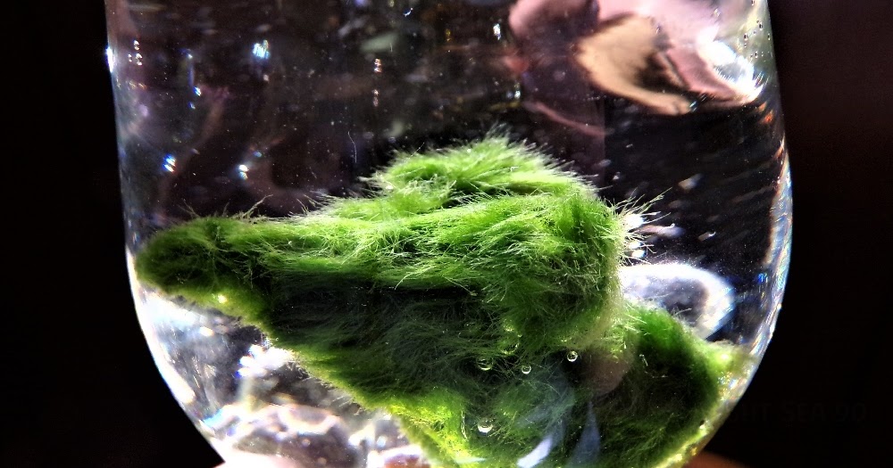 Night Sea: What has happened to my marimo?