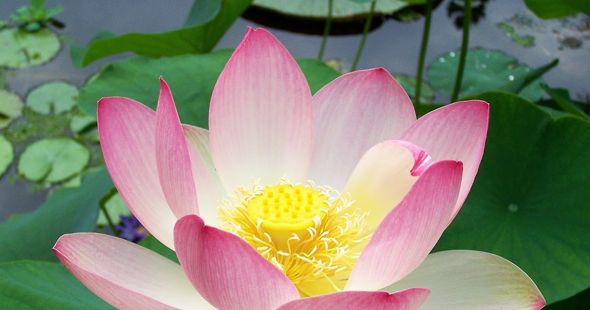 Flora of India: National Floral Symbols of India