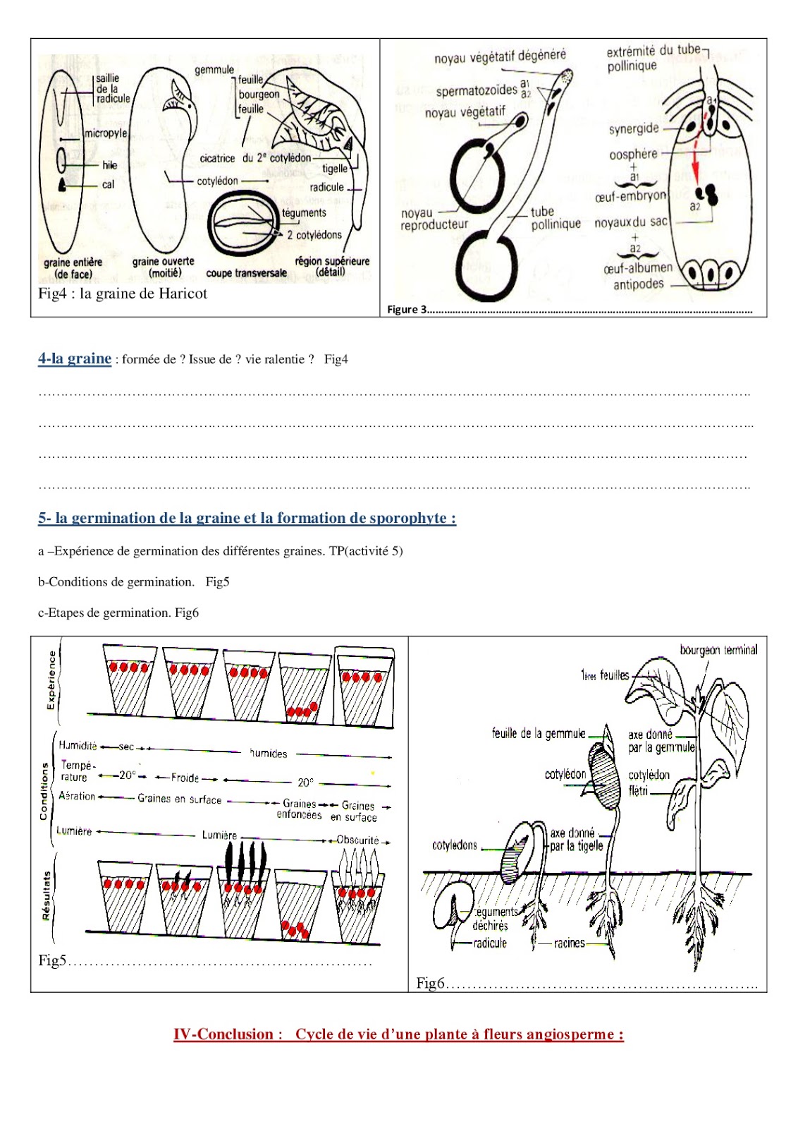 freesvt : La reproduction sexée chez les Angiospermes : Cours