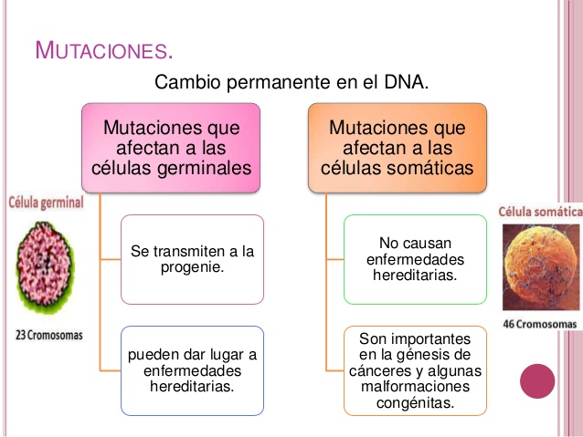 MUTACIONES GENÉTICAS: ¿QUÉ ES MUTACIÓN GENÉTICA?