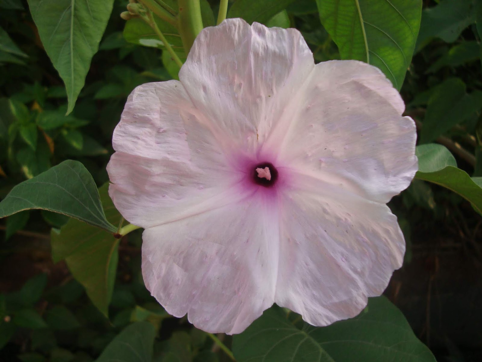 Amari-Bush morning glory