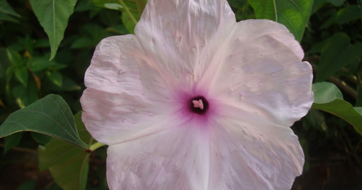 Medicinal plants:ayurvedic herbs and flowers of India