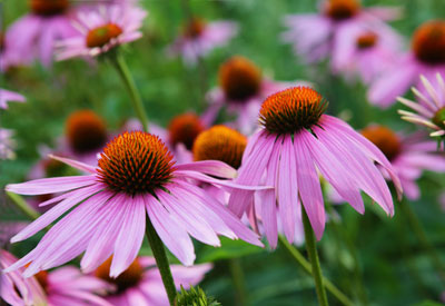 Bunga Kegemaran Lebah Kelulut