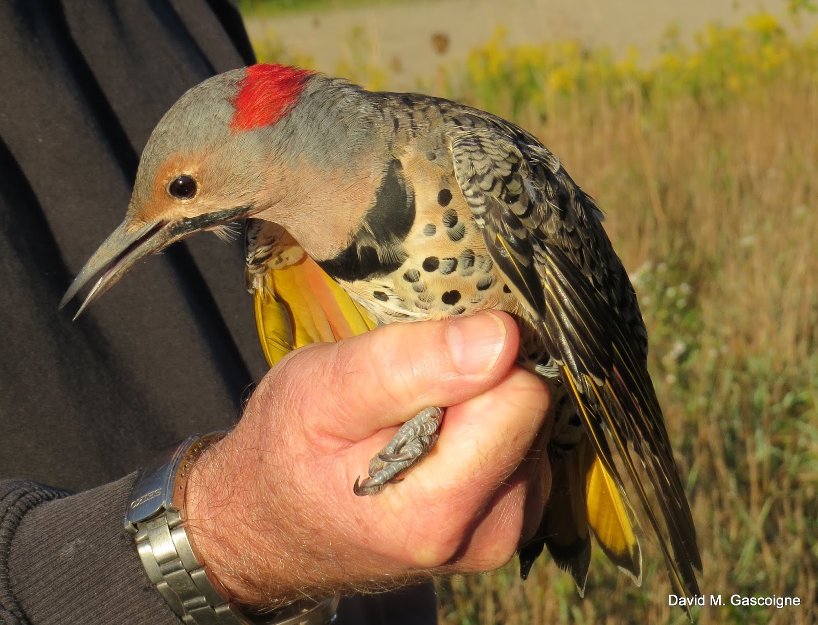 Northern Flicker (Pic flamboyant) - Travels With Birds