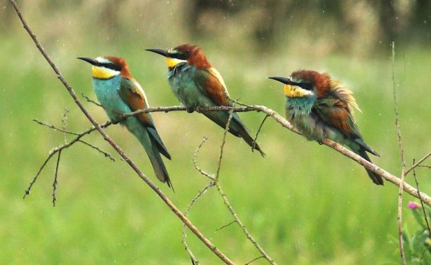 Birding Axarquia: Breeding Bee-eaters in the UK!