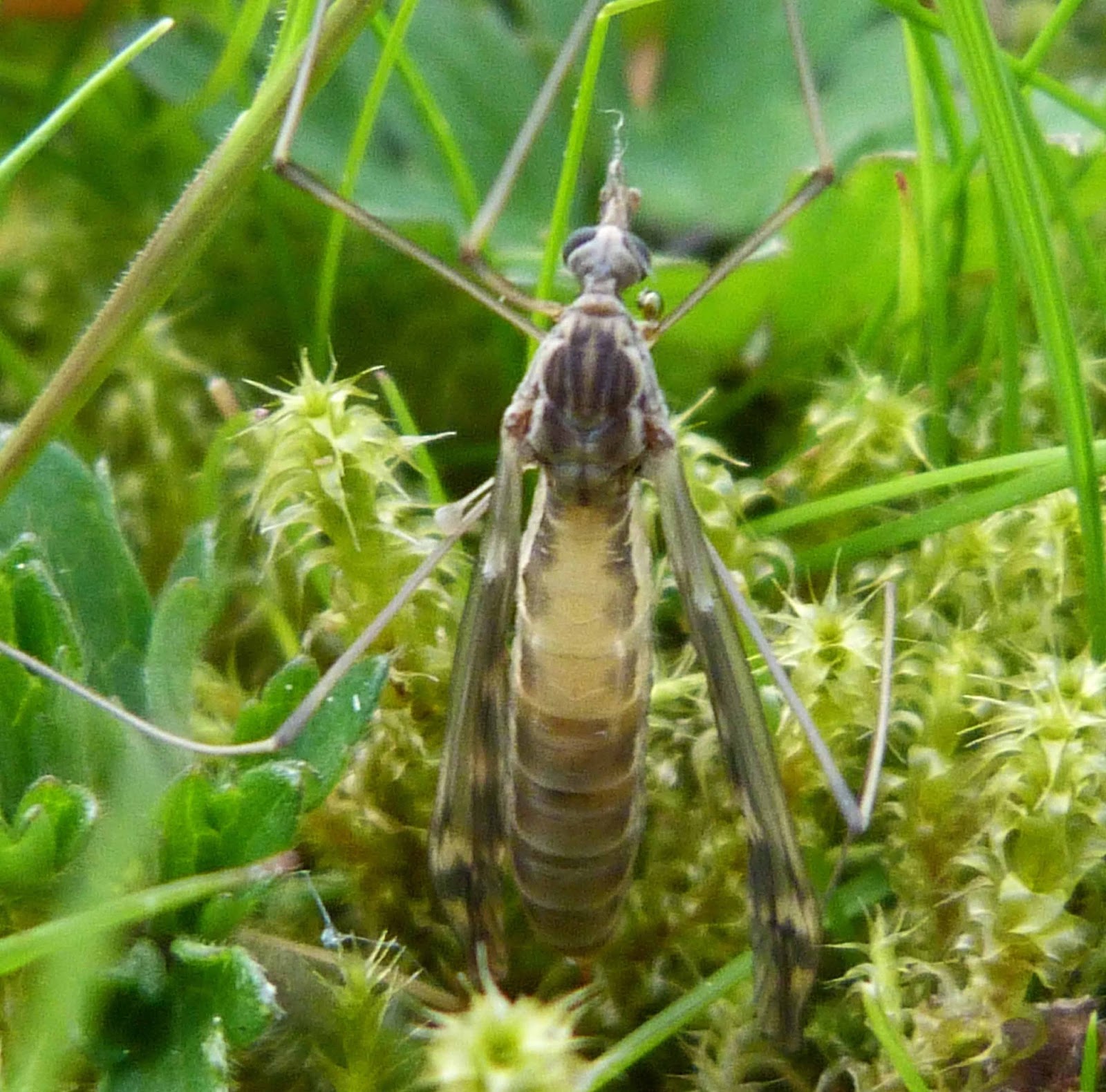 Insects of Scotland: Craneflies