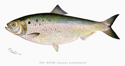 Researching Food History : Shad fishing