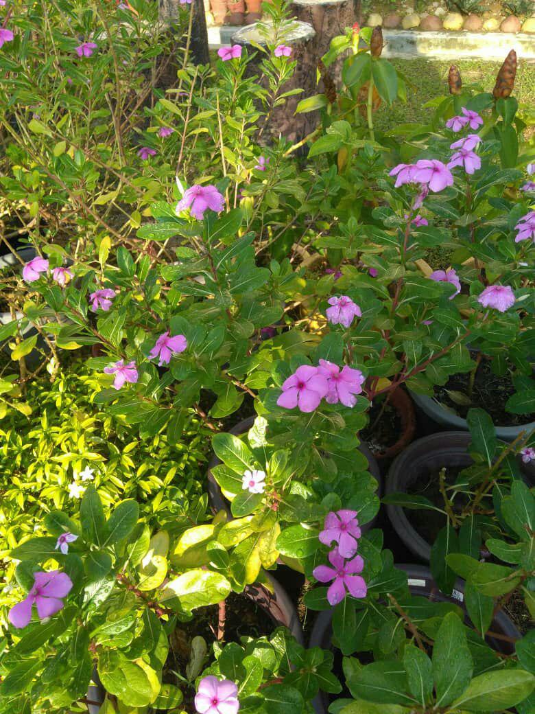 Bunga kemunting cina (Vinca)