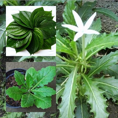 19+ Ide Terbaru Tanaman Herbal Obat Mata Katarak, Tanaman Obat