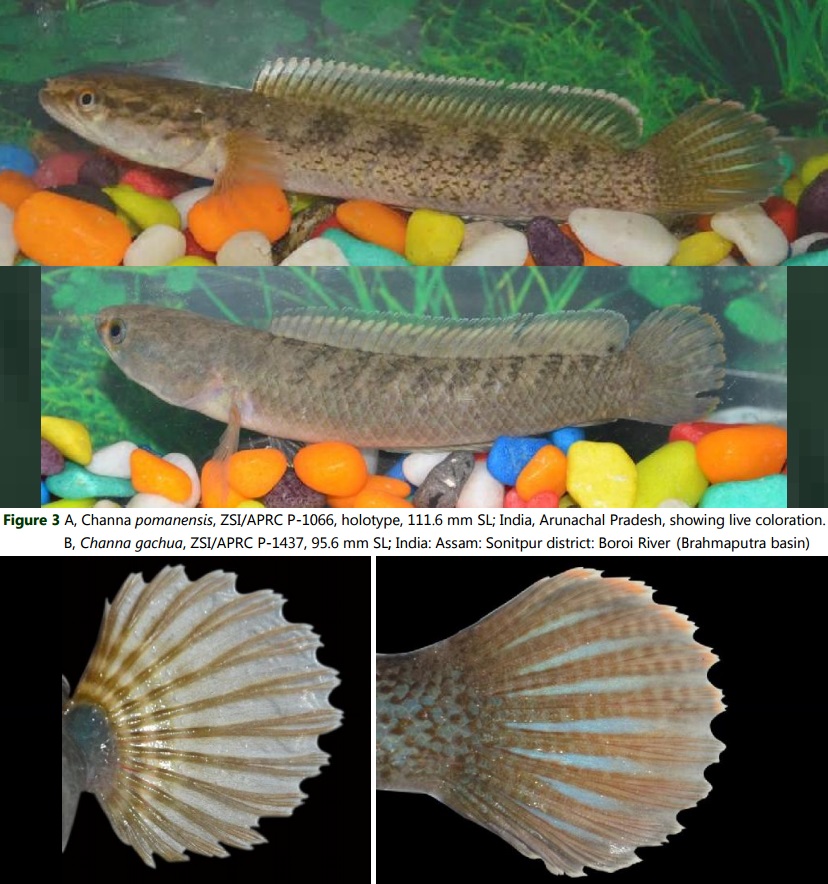 Species New to Science: [Ichthyology • 2016] Channa pomanensis • A New ...