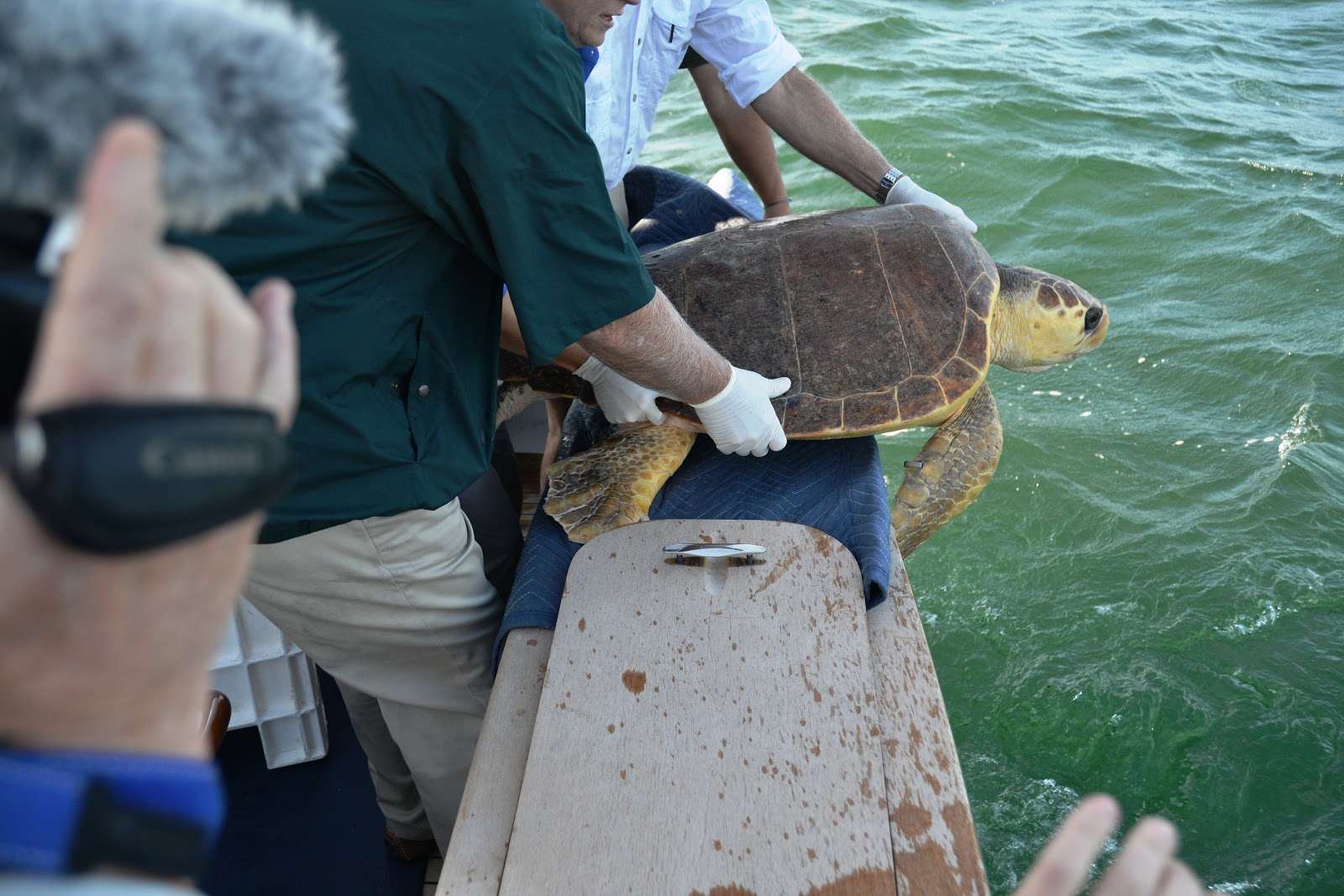 Sea Turtle Hospital: Three Sea Turtles of Three Species Released by ...