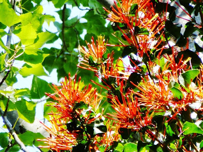 Fernando Ruz: Plantas nativas de Chile: Quintral (Tristerix tetrandus)