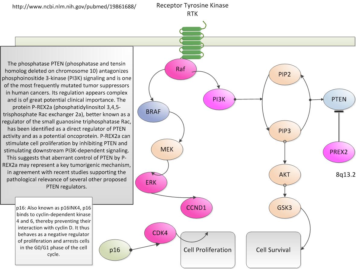 The Squirrel's Nest: PREX2 and Melanoma