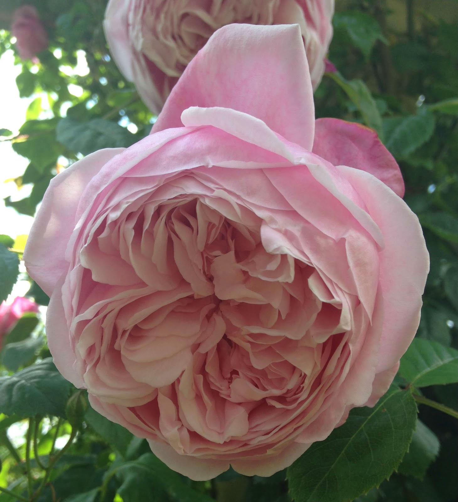 The Gwerclas Girl: TOP THIRTEEN DAVID AUSTIN ROSES