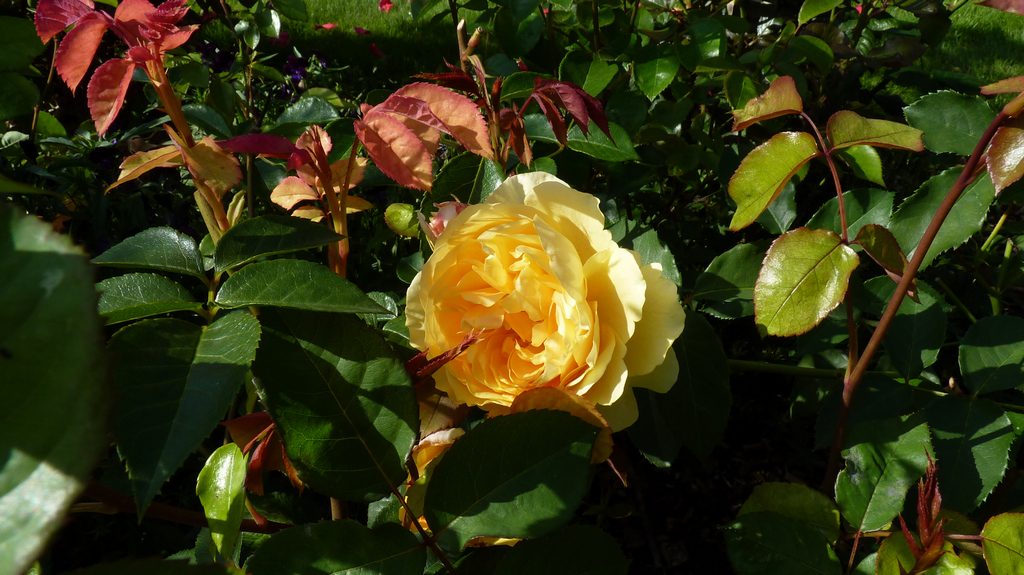 Høneballehaven på Samsø: Store nussedag og materialer