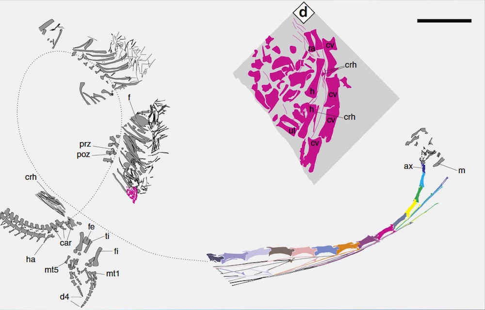 Τέχνης Σύμπαν και Φιλολογία: Βρέθηκε έμβρυο σε θαλάσσιο συγγενή των ...