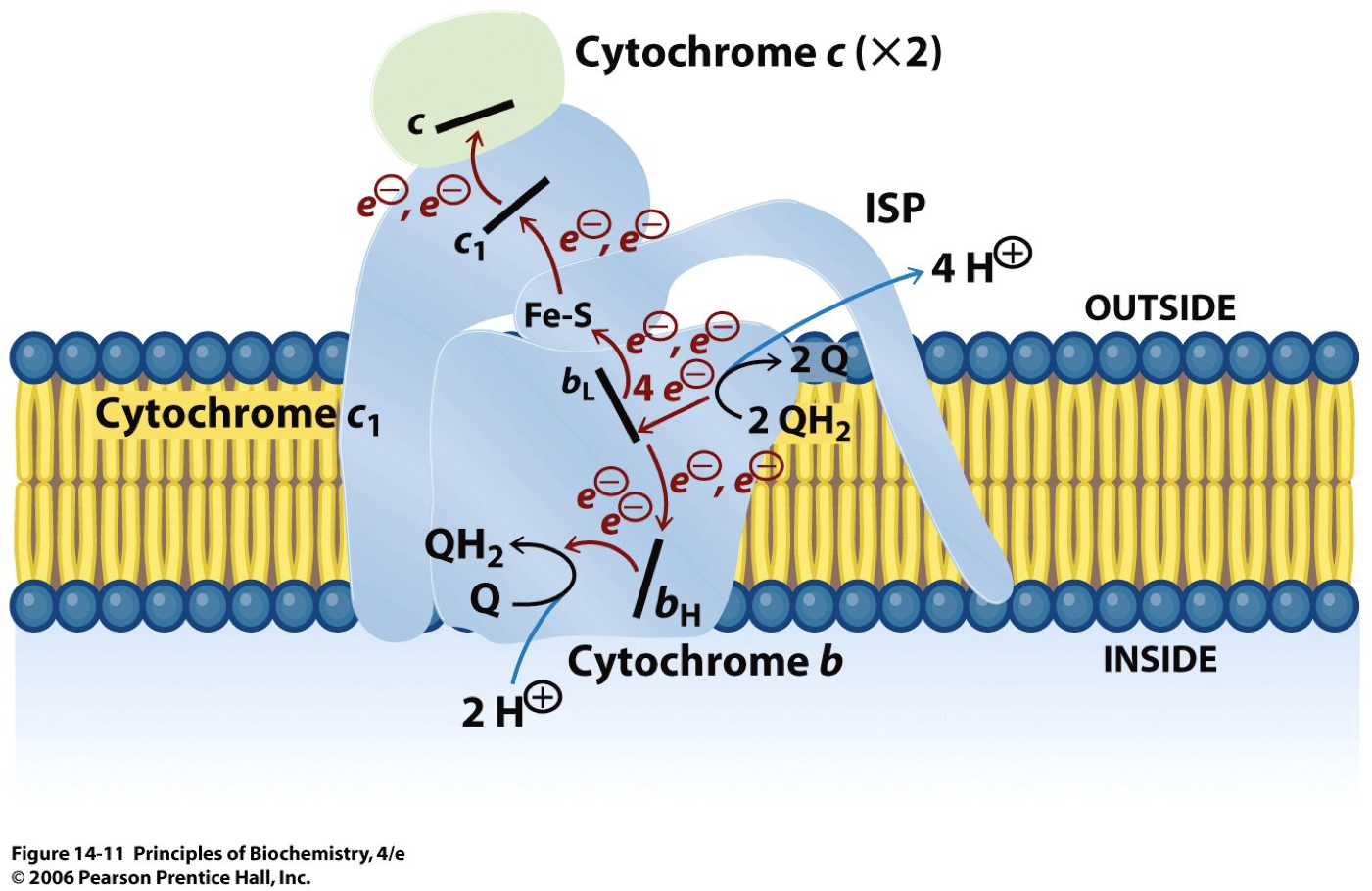 Mundo da Bioquímica (blog sobre bioquímica): Respiração celular ...