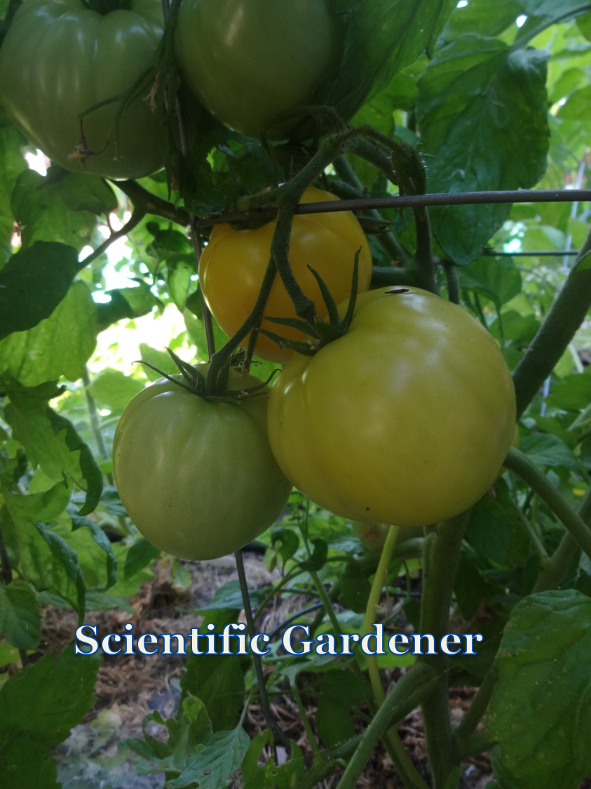 The Scientific Gardener: The Taxi Tomato