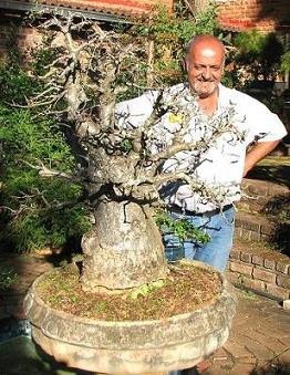 LENNARD'S BONSAI BEGINNINGS.: Adansonia digitata (Baobab)- African ...