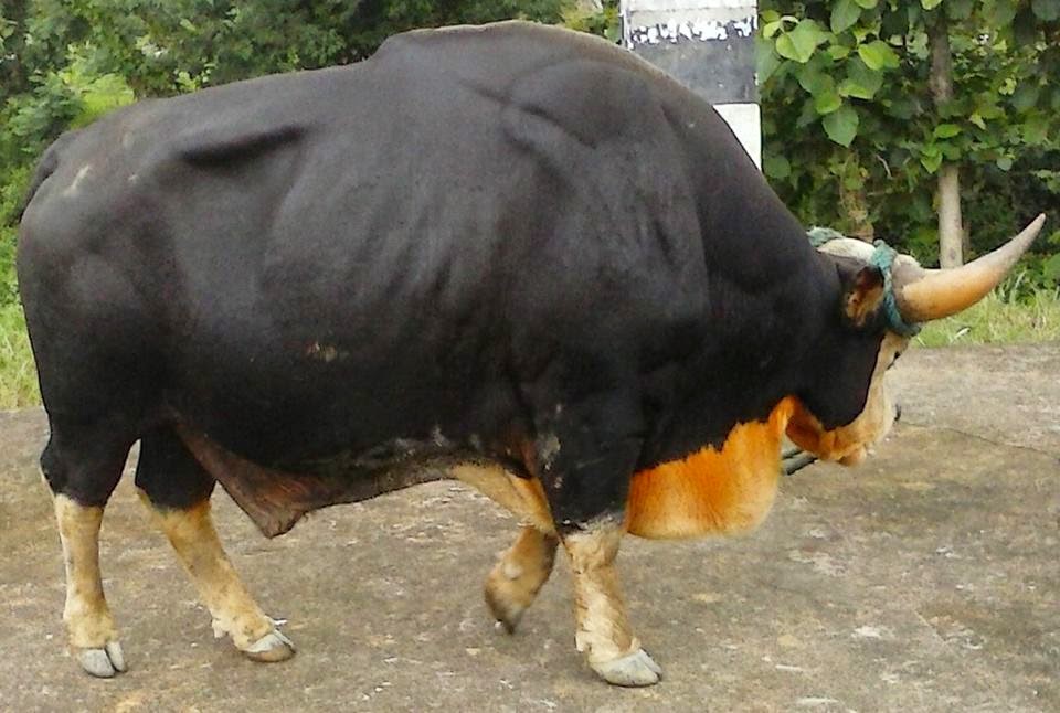 LEARNING and LIVING: Mithun