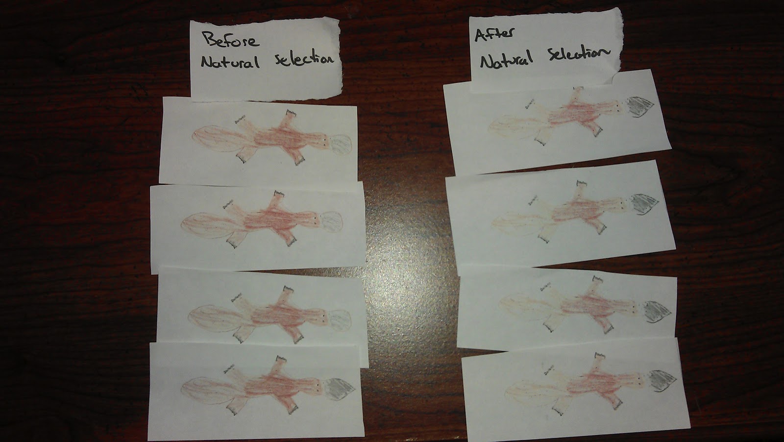 DPAPBio: "Platypus" Natural Selection