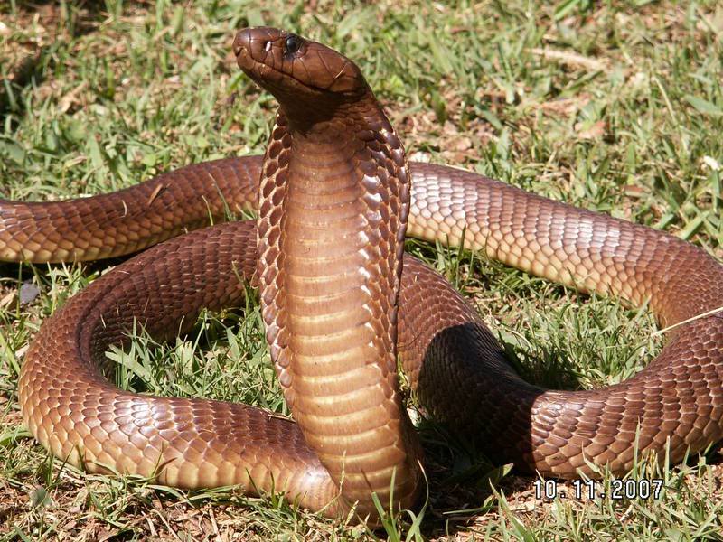 Cape Cobra Facts and New Pictures-Images | The Wildlife Cape Cobra Facts and New Pictures-Images | The Wildlife