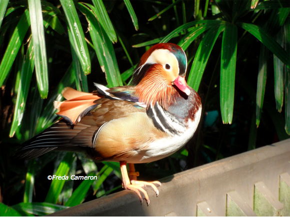 Defining Your Home, Garden and Travel: Zooming in on a New Compact Camera