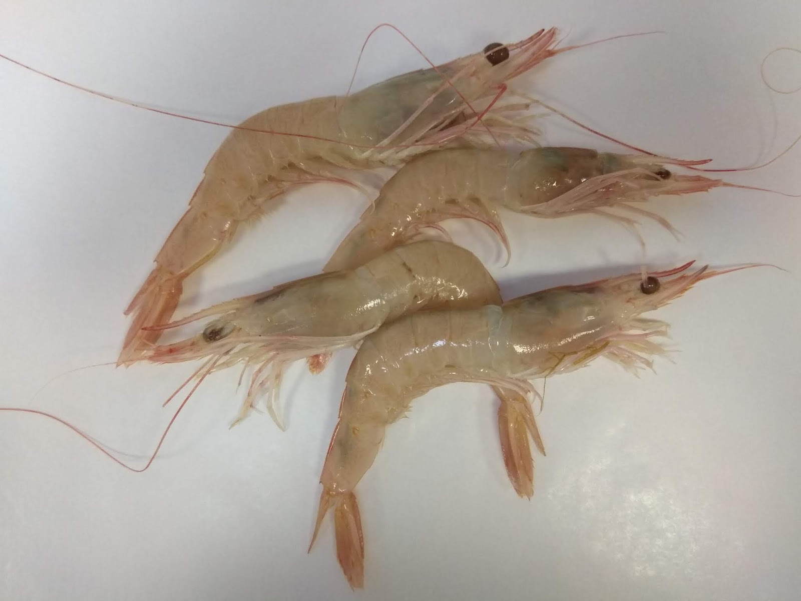 PEIXOS MARISCOS: LA GAMBA BLANCA