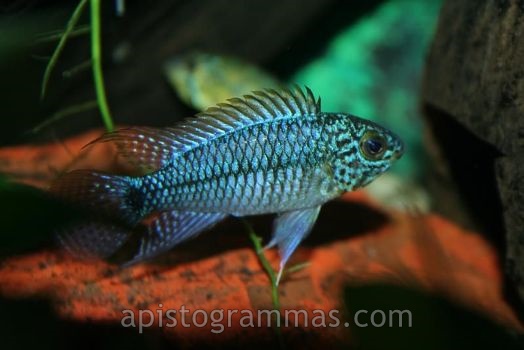 Apistogramma Ramirezi Peces amazonicos Acuarios Biotopos