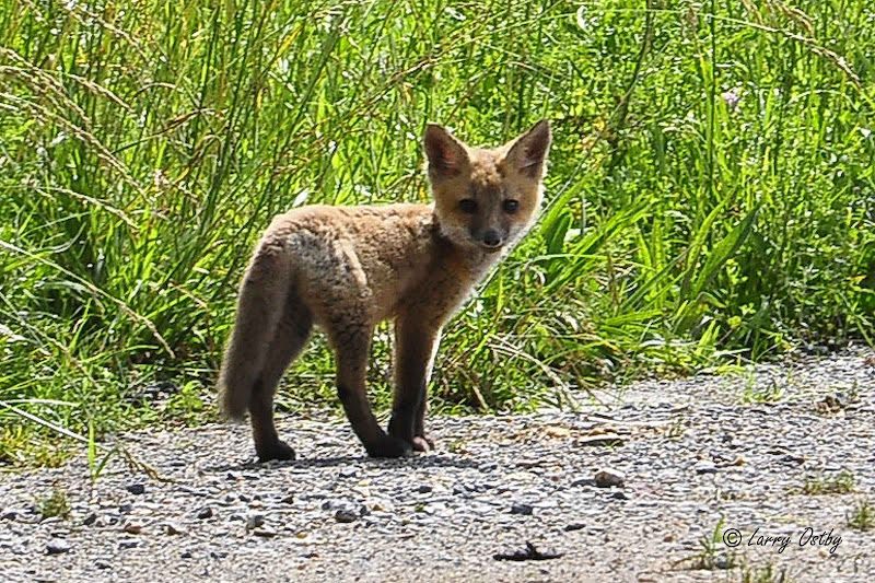 Larry Ostby's Wild Critters: A Red Fox Kit, Some Bees, A Fox Squirrel ...