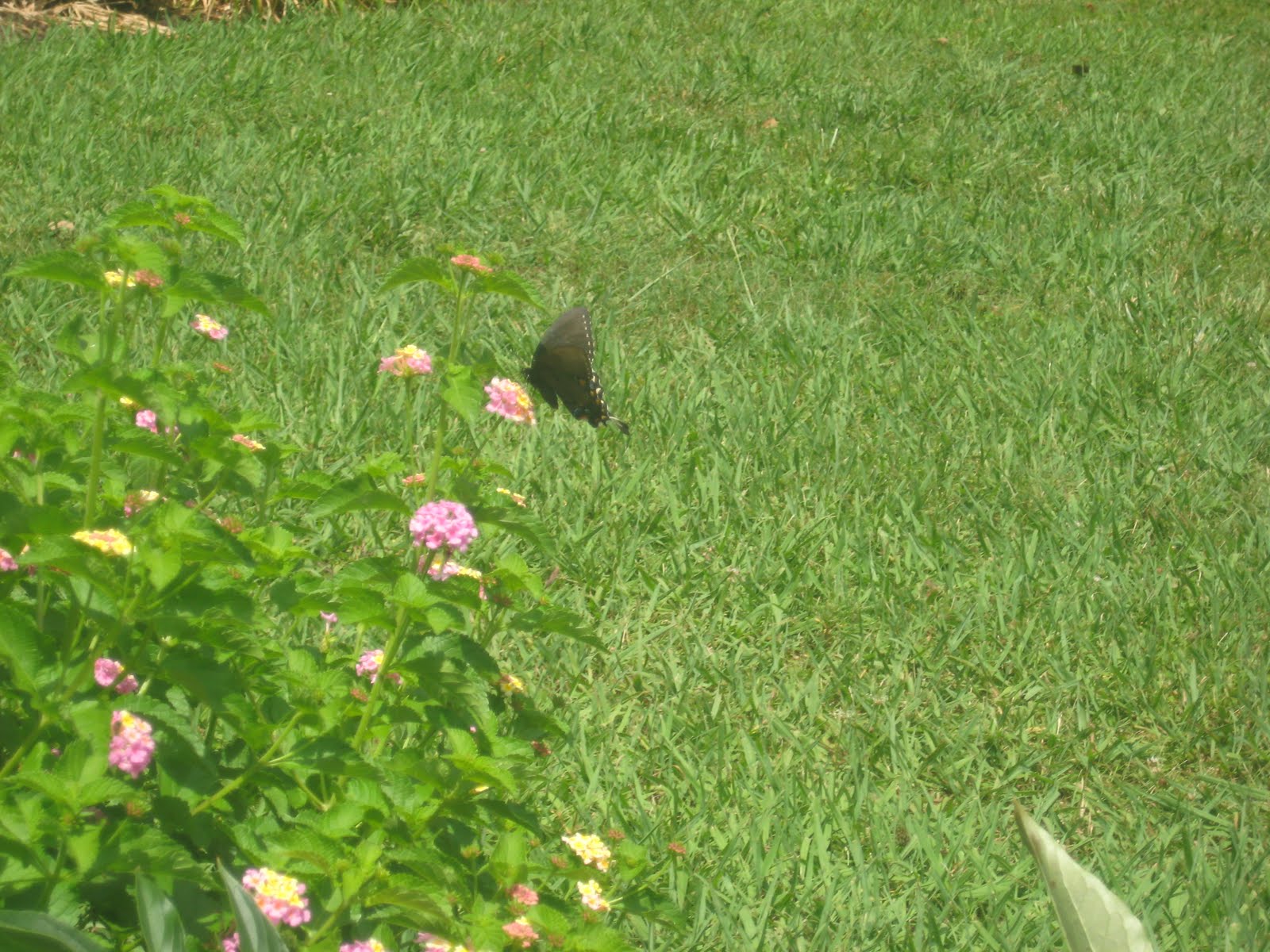 Alexandra Bee Blog: June 2011