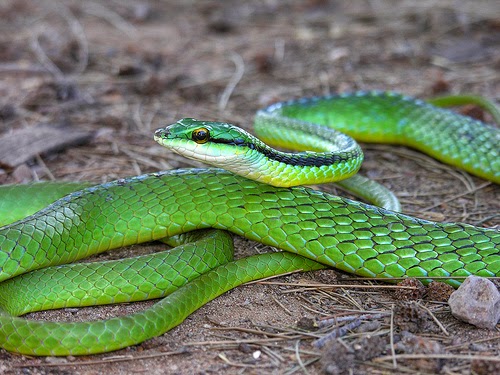 Culebra-perico gargantilla o serpiente loro de la costa pacifica ...