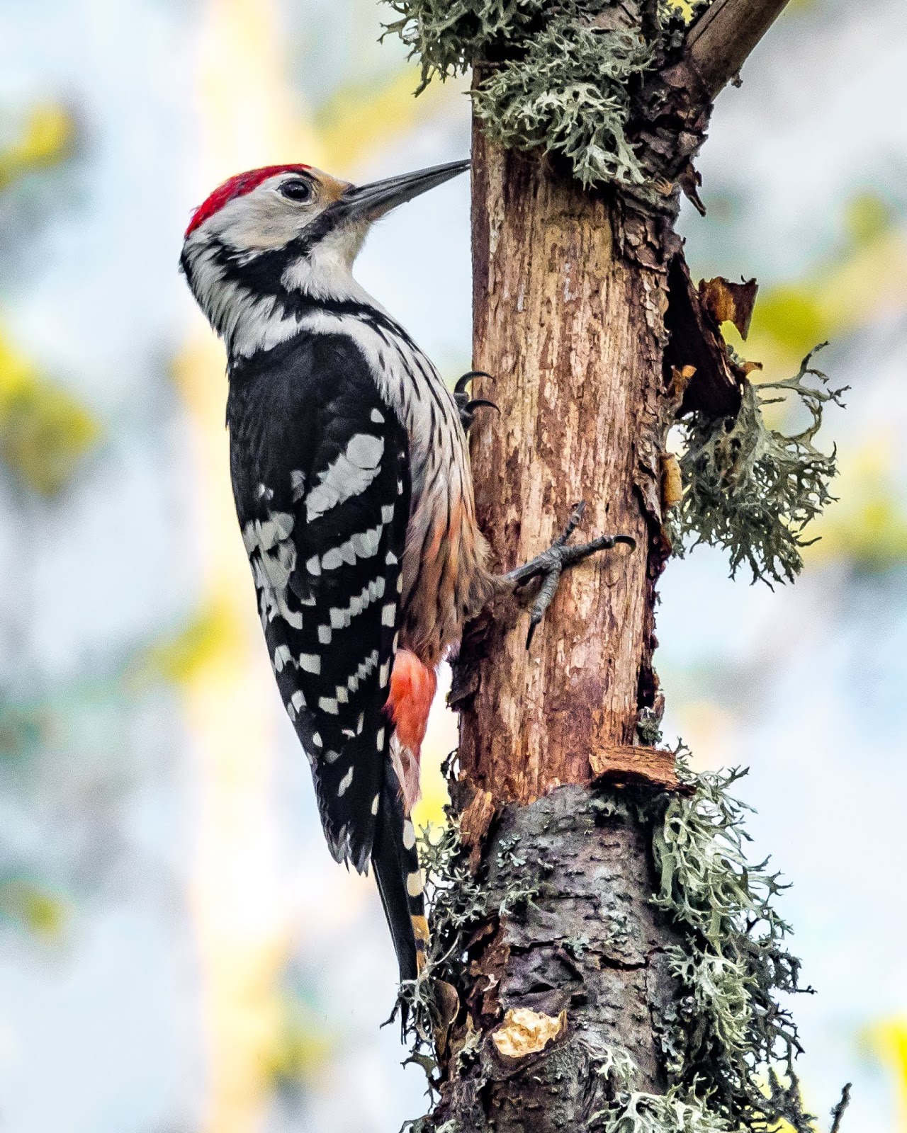 Woodpeckers of the World: White-backed Woodpecker male