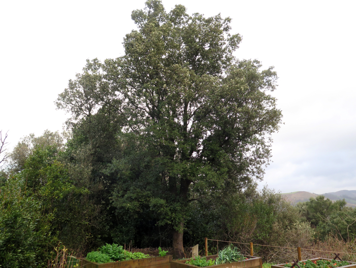 La encina (Quercus ilex)