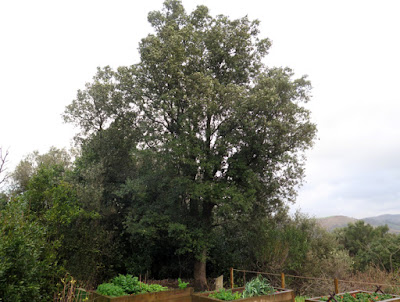 La encina (Quercus ilex)