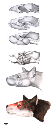 Mundo Pré-Histórico: Miacis, a mãe de todos os Carnívoros