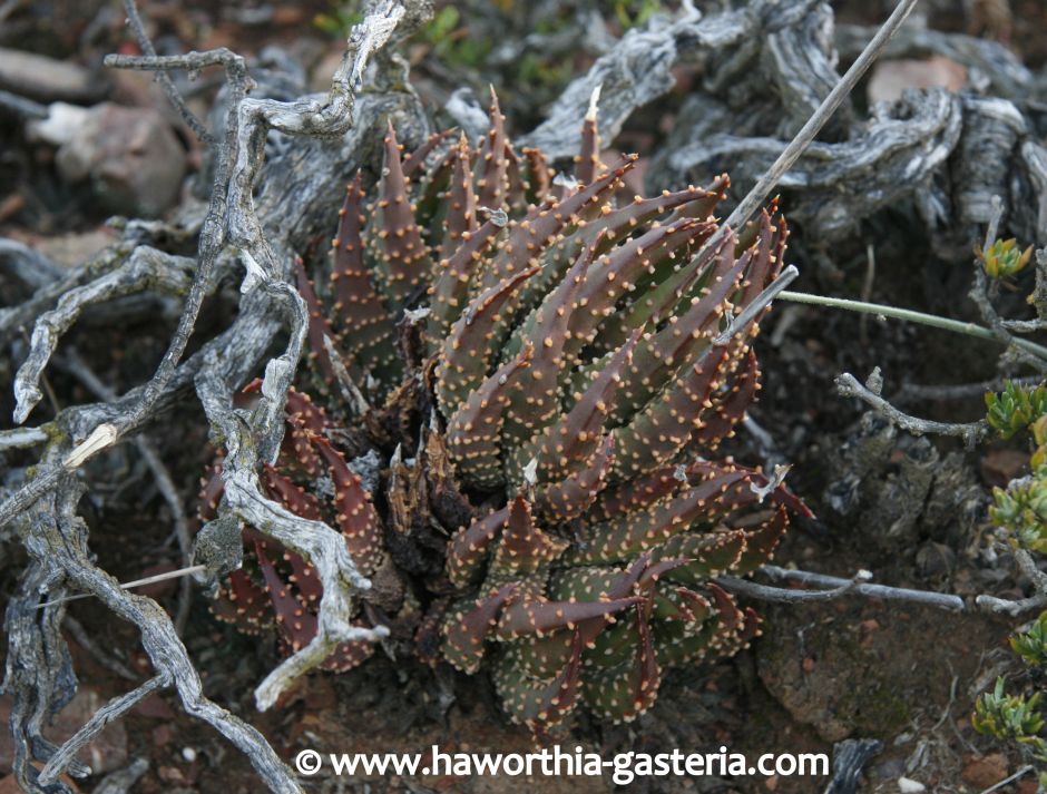 All you wanted to know about Haworthias, Gasterias and Astrolobas ...