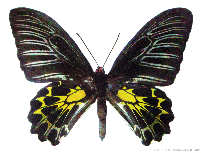 Universo dei Lepidotteri #46 - Troides aeacus