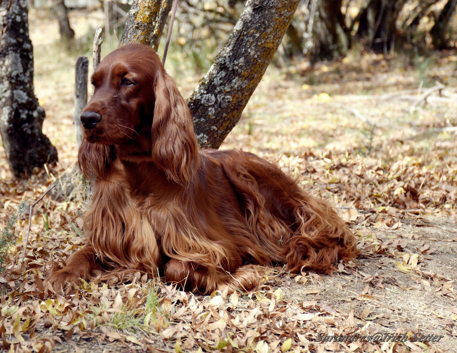 SETTER IRLANDES SARANDRES: HEMBRAS SETTER IRLANDES