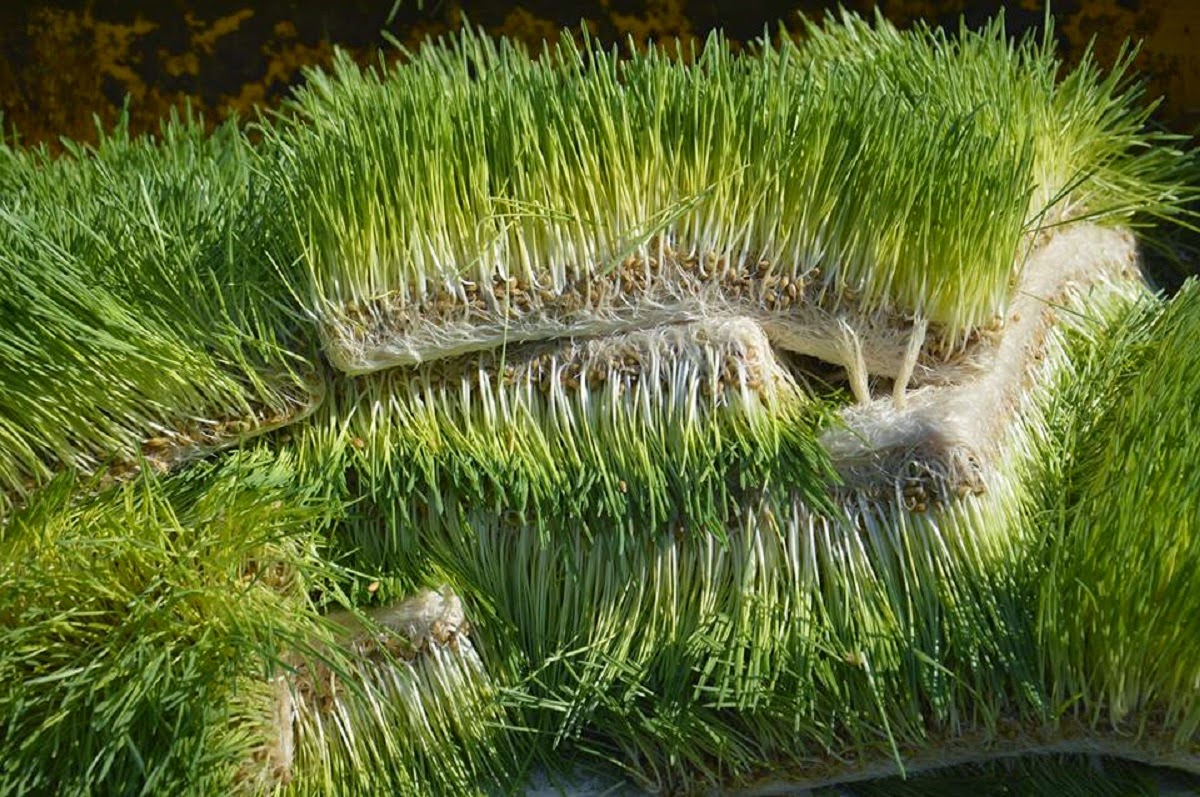 Formation en Fourrage vert Hydroponique Et conception des unites de ...