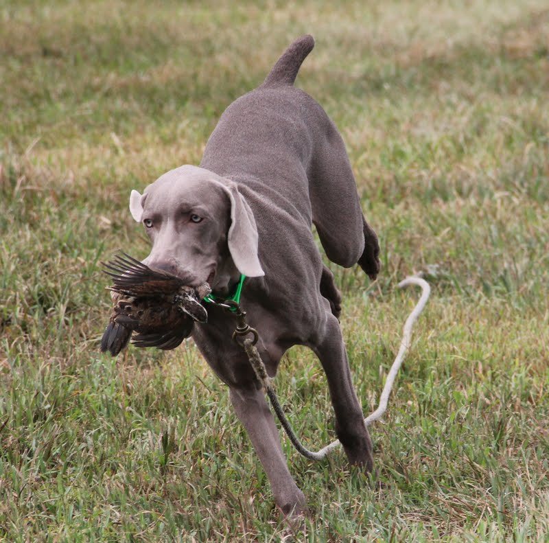 Ashbrooke Weimaraners: Fun with Vizslas