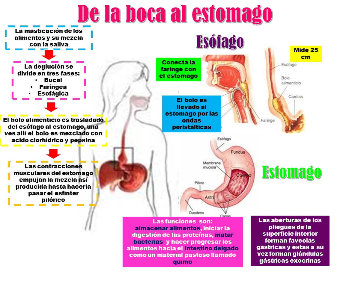 Blog de evidencias de fisiologia Medica de Bryanda Eriacema Higuera ...