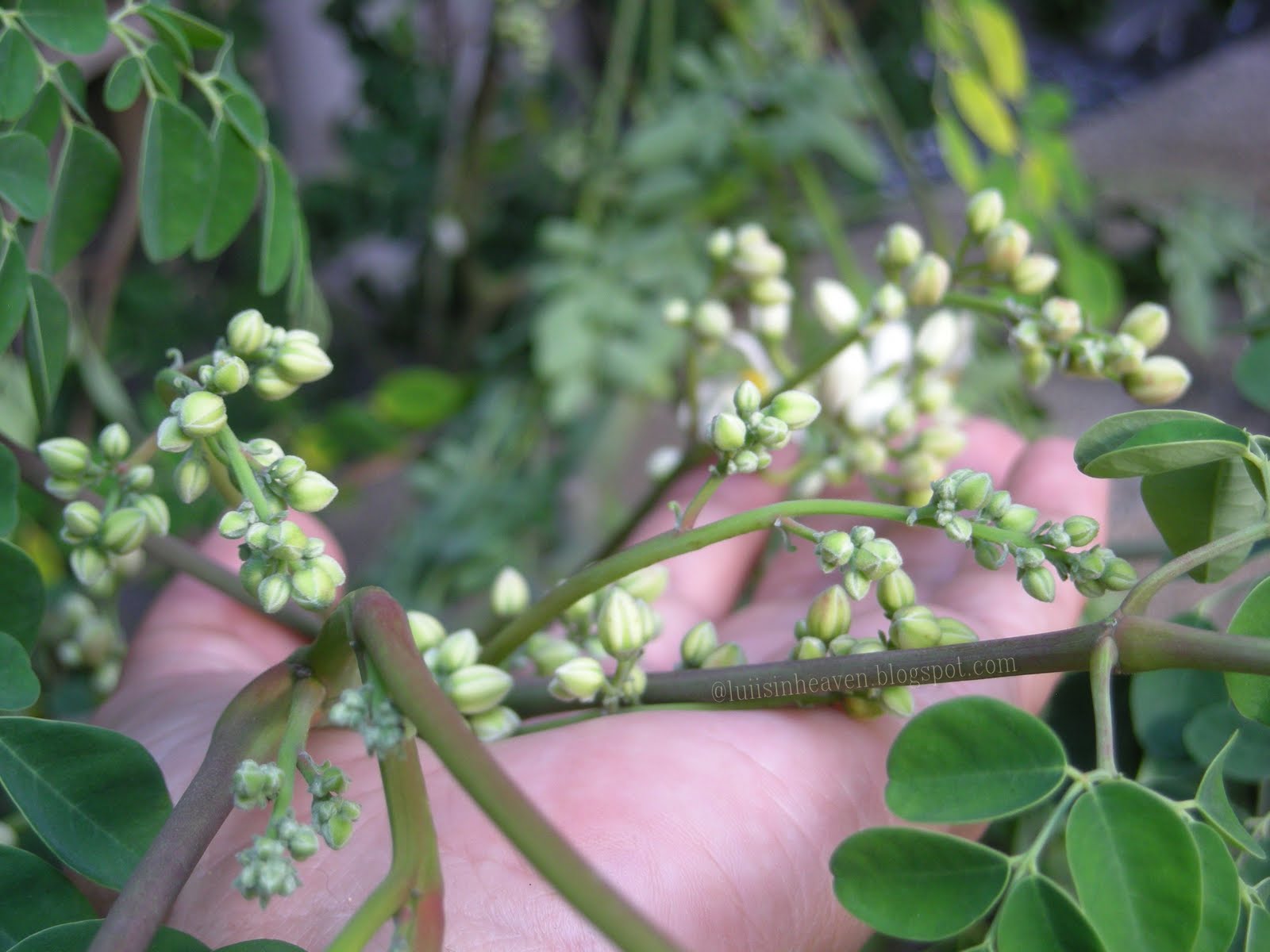 lui is in heaven: The Moringa Flower!