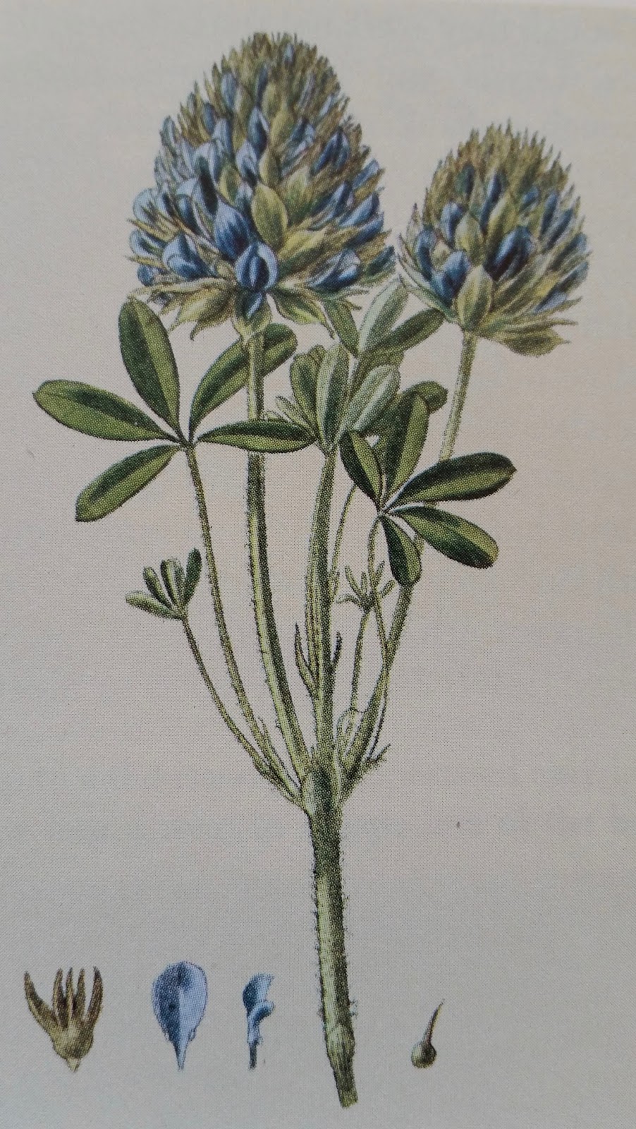 Heroes, Heroines, and History: Lewis and Clark Flora and Fauna Discoveries