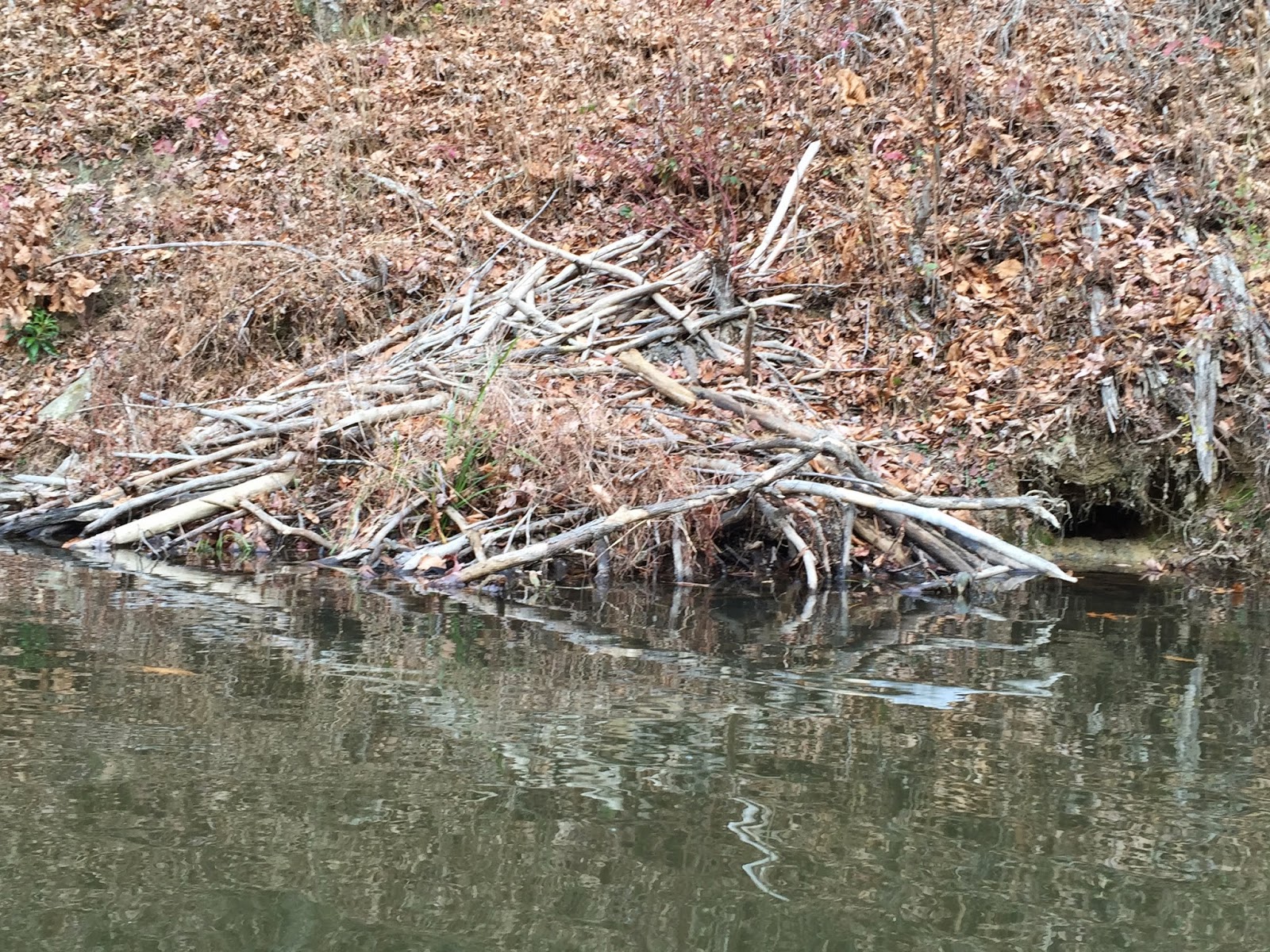 Kayaking Across Ohio: Lake Vesuvius: Beaver Haven