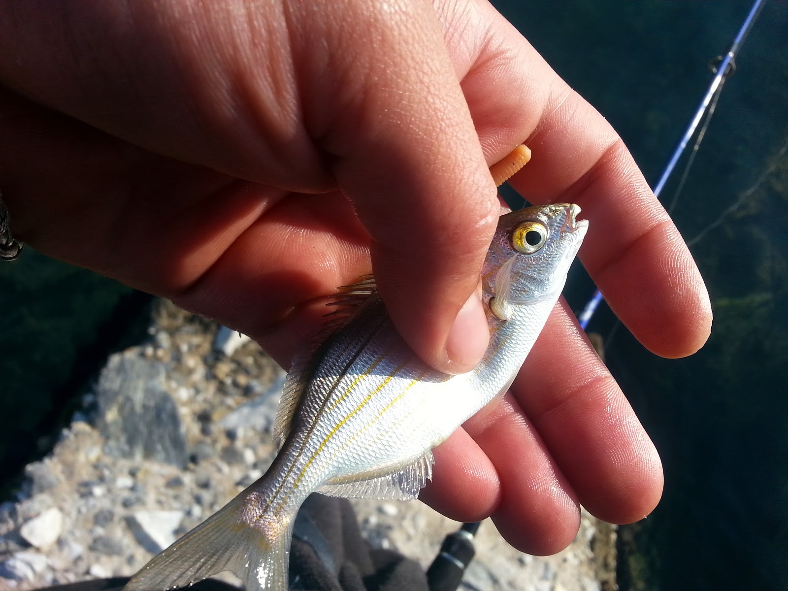 Luremaniac!: Light Rock Fishing in the snags..