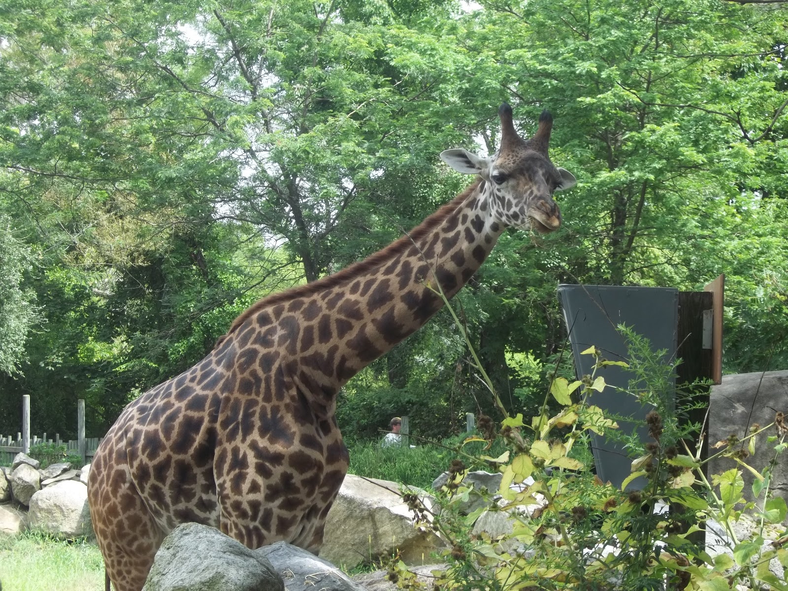 In the Land of Beasts: Zoo Beasts - Roger Williams Park Zoo